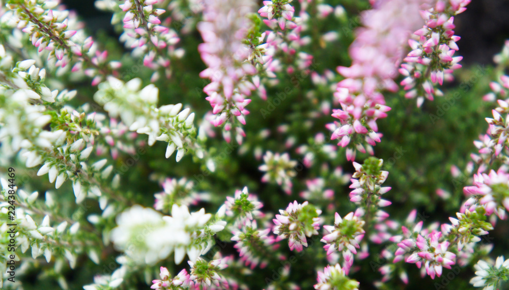 Calluna Vulgaris White