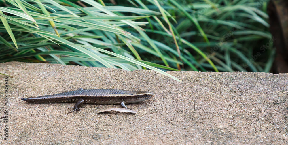 Ground Skinks