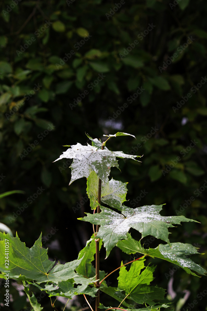 powdery mildew in the form of white spots cover the leaves of young ...