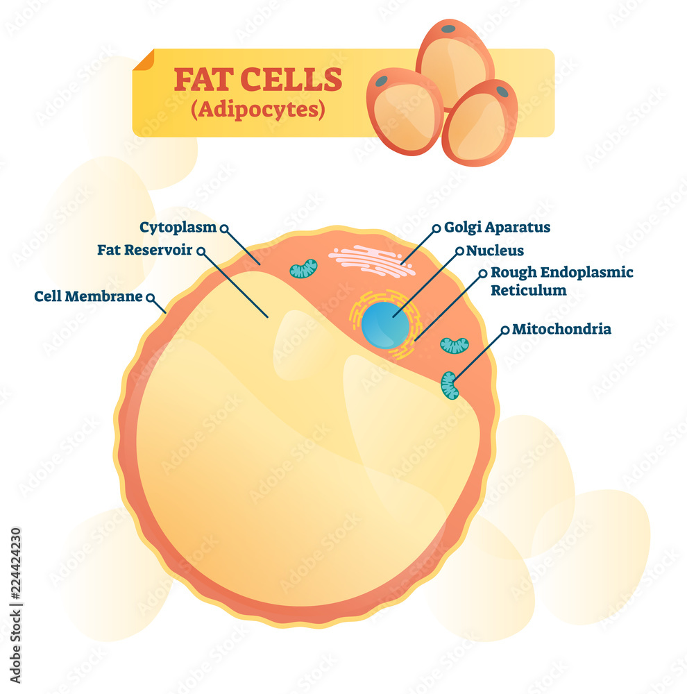 Fat cell structure vector illustration. Labeled anatomical adipocyte ... Fat cell structure vector illustration. Labeled anatomical adipocyte ...