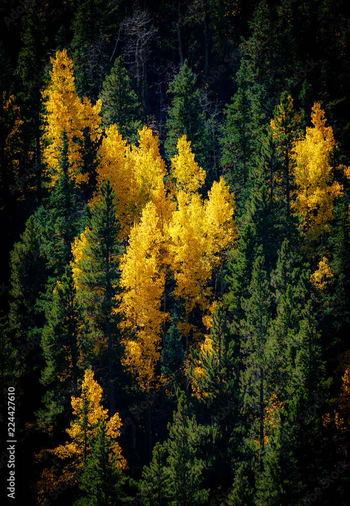 Yellow aspen and green pine trees fall colors in Colorado Stock Photo ...
