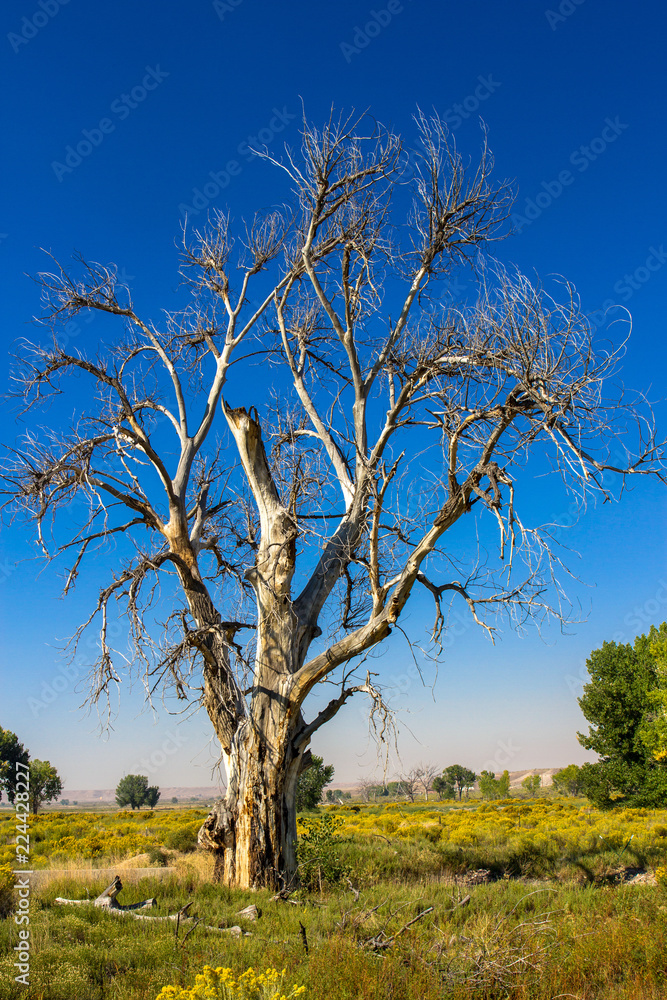 Cottonwood Tree In Spring