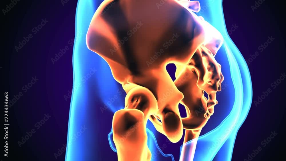 3d Illustration Of Hip Bone Diagram Hip Bone Anatomy Vídeo Do Stock 1324
