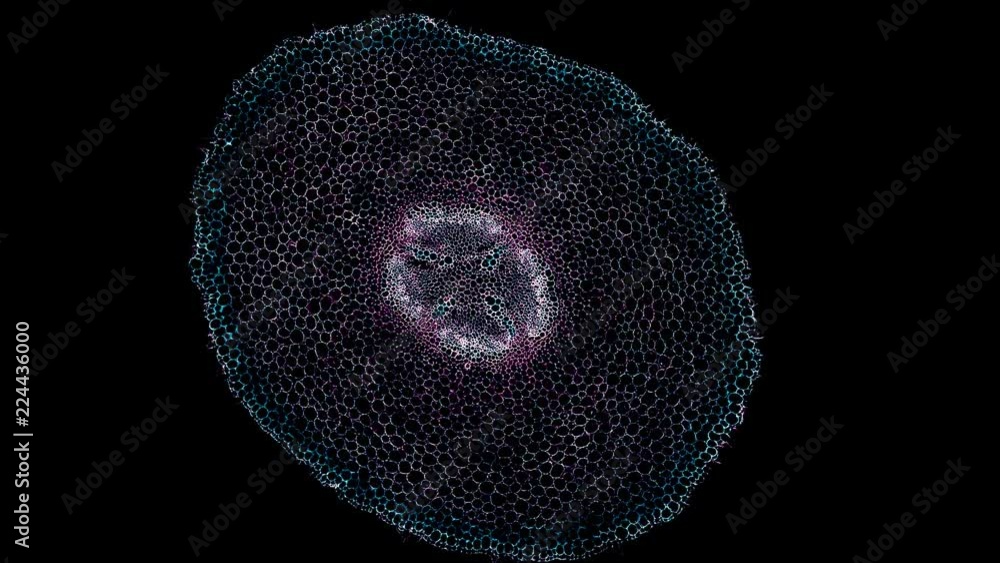 broad bean root - cross section cut under the microscope – microscopic ...