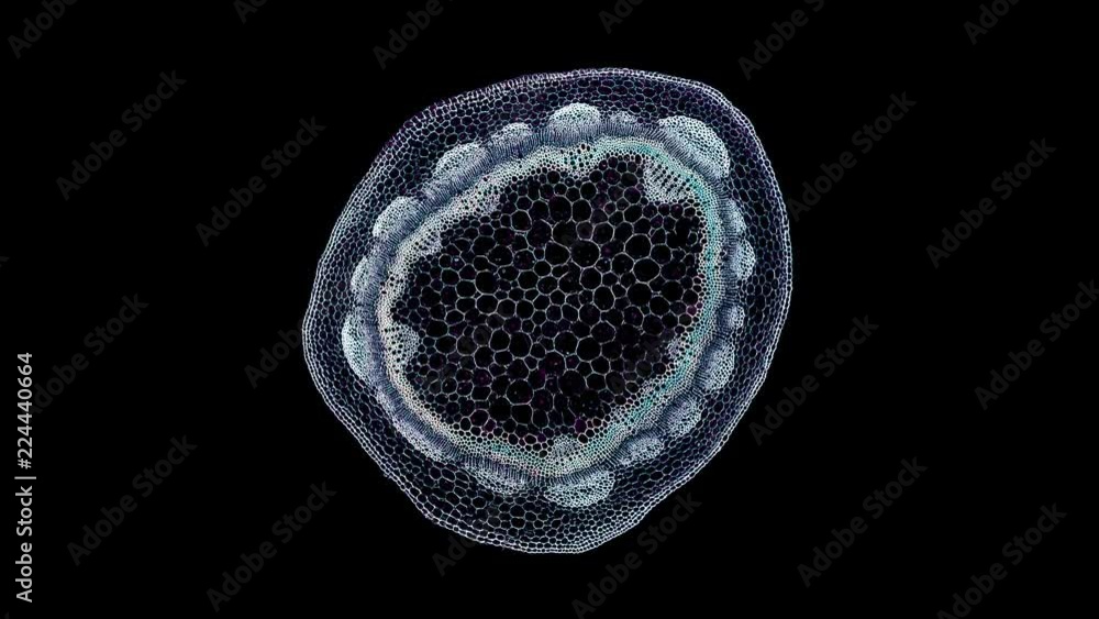 clover stem - cross section cut under the microscope – microscopic view ...