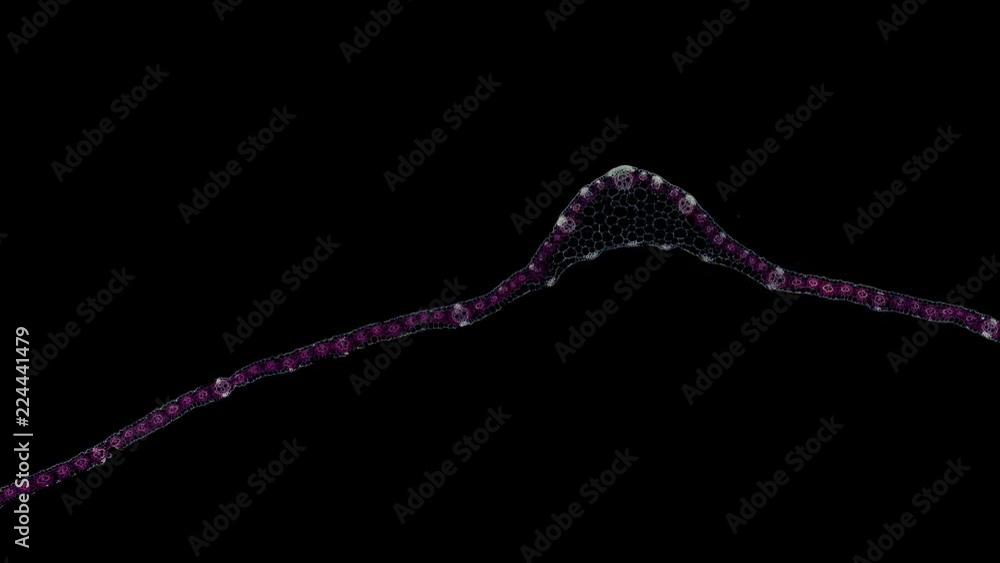 corn leaf - cross section cut under the microscope – microscopic view ...