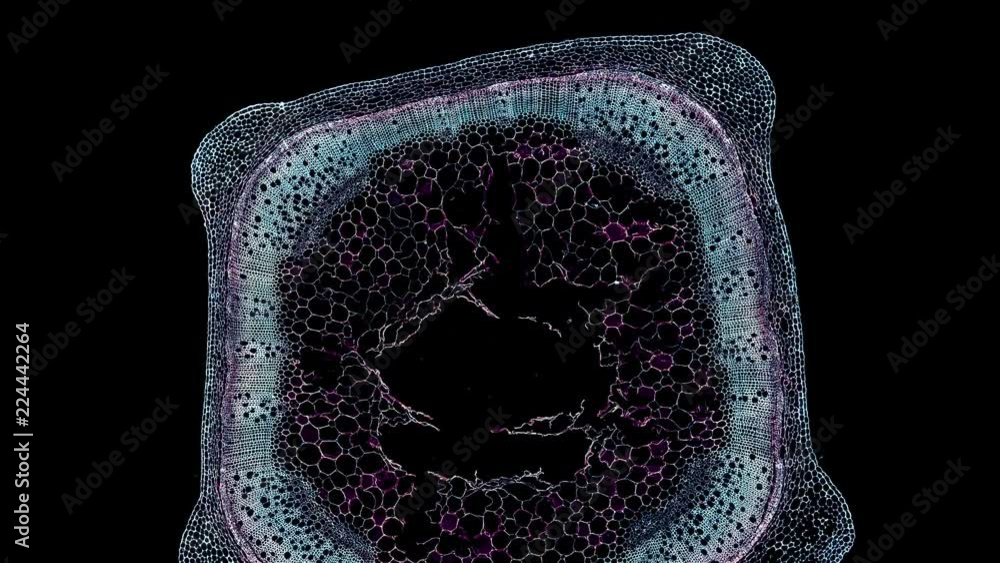 corn mint stem - cross section cut under the microscope – microscopic ...