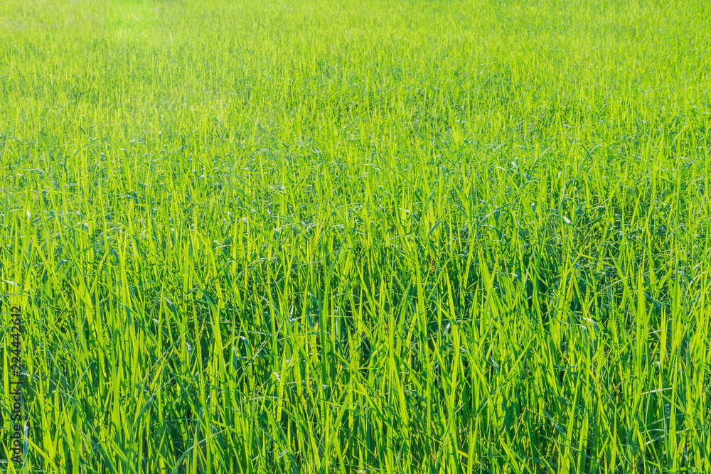 The soft focus surface texture of green paddy field, paddy leaf pattern ...