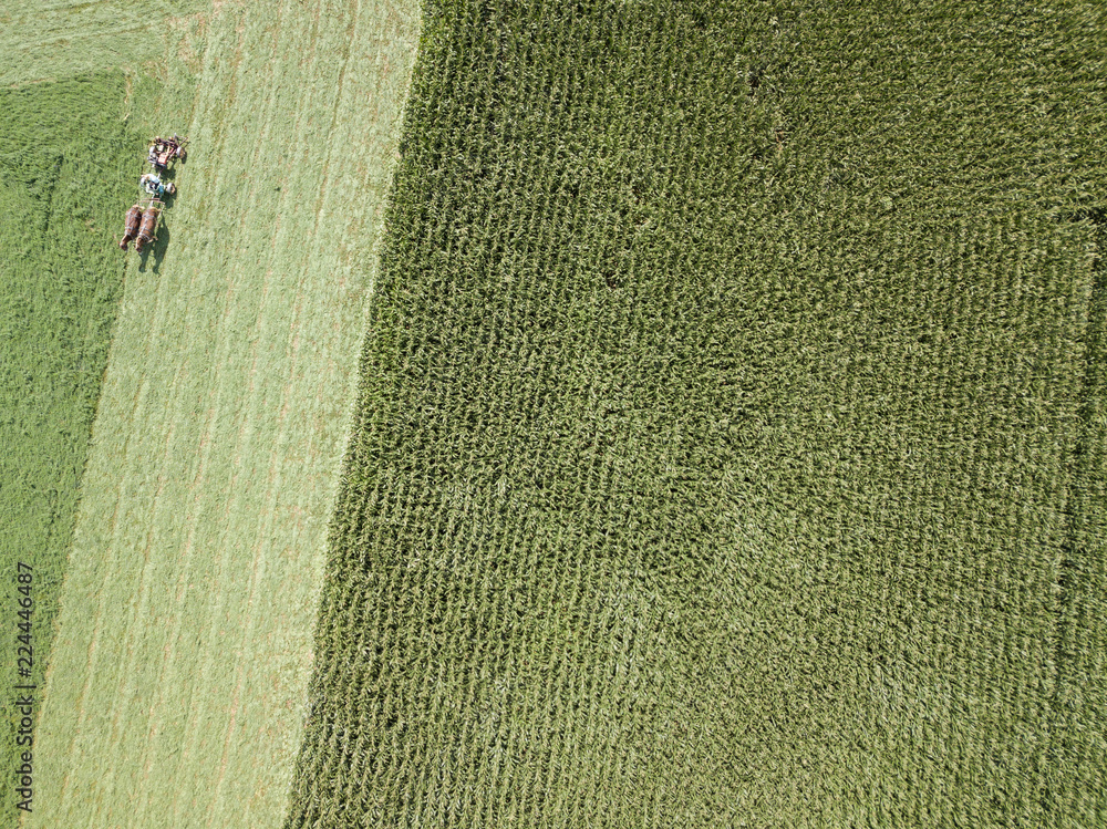 An Amish farmer and his two horse team begin to plow the corn fields ...