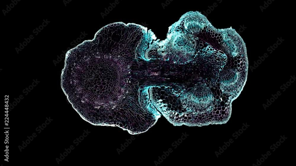 dodder parasitic root - cross section cut under the microscope ...