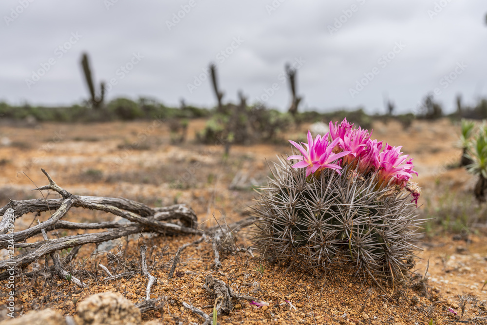 A small "Quisquito" cactus with a beautiful pink flower at Ovalle in ...