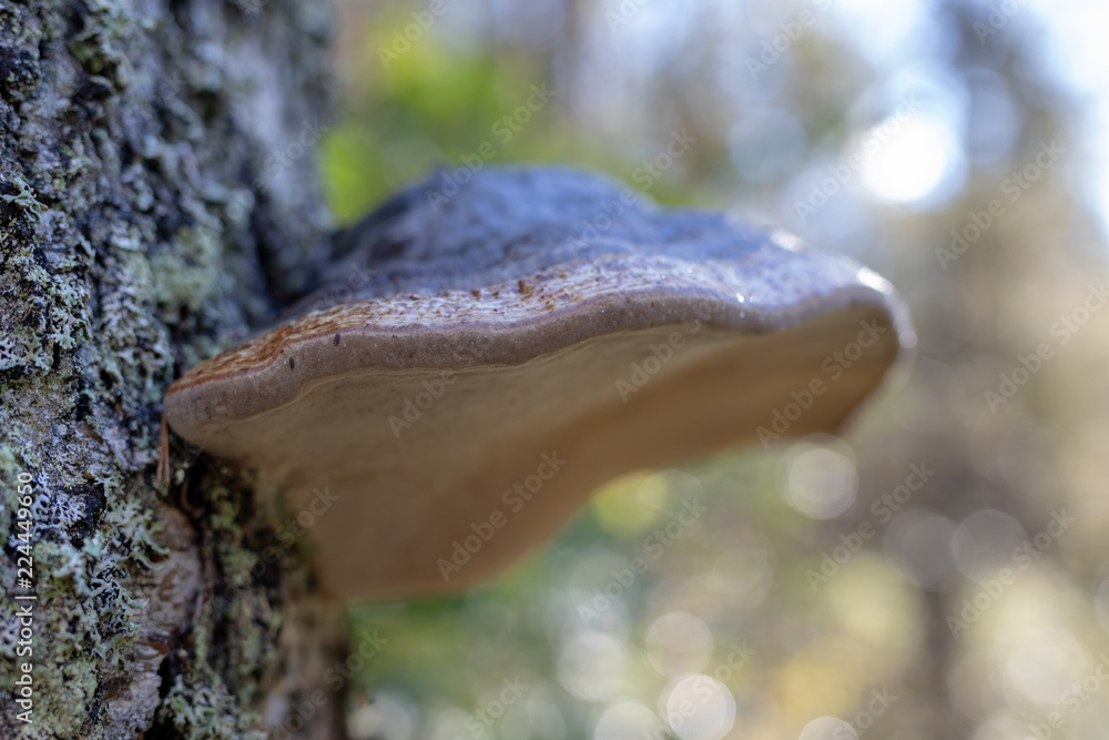 Forest huba on the trunk of a tree. Mushrooms, parasites in the forest ...