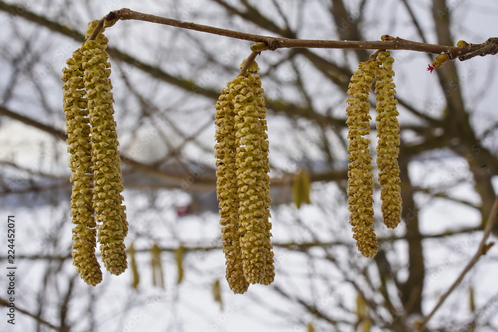Hazelnut Bush In Winter