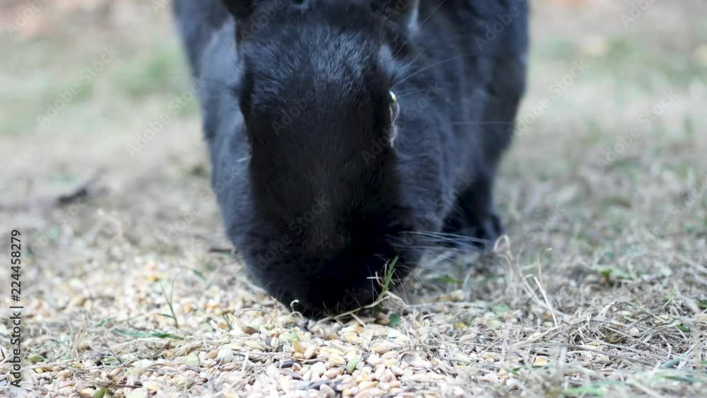 A black Flemish Giant rabbit is eating in a garden. The Flemish Giant ...