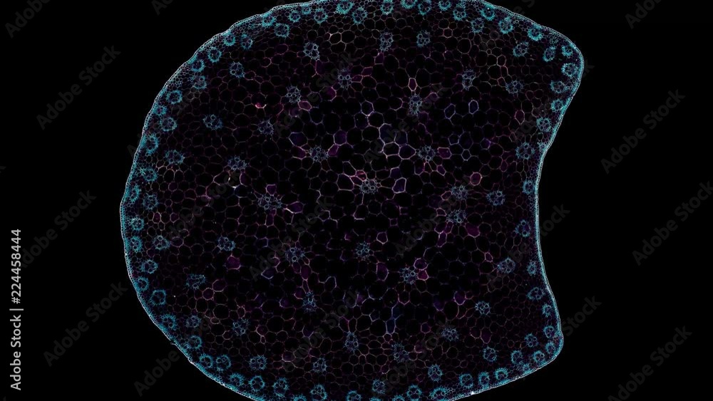 monocot stem - cross section cut under the microscope – microscopic ...