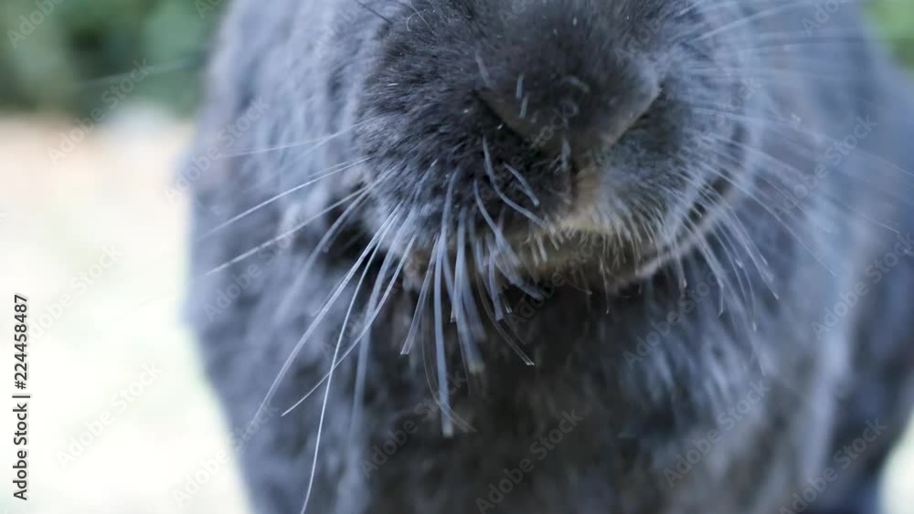 Nose of a black Flemish Giant rabbit is eating in a garden. The Flemish ...