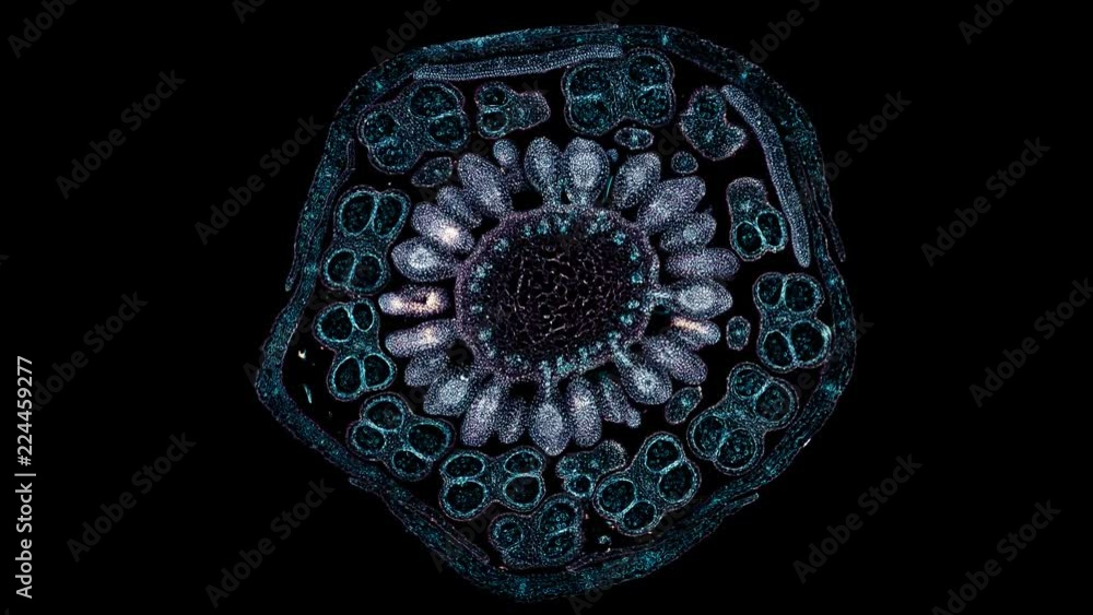 monocot stem - cross section cut under the microscope – microscopic ...