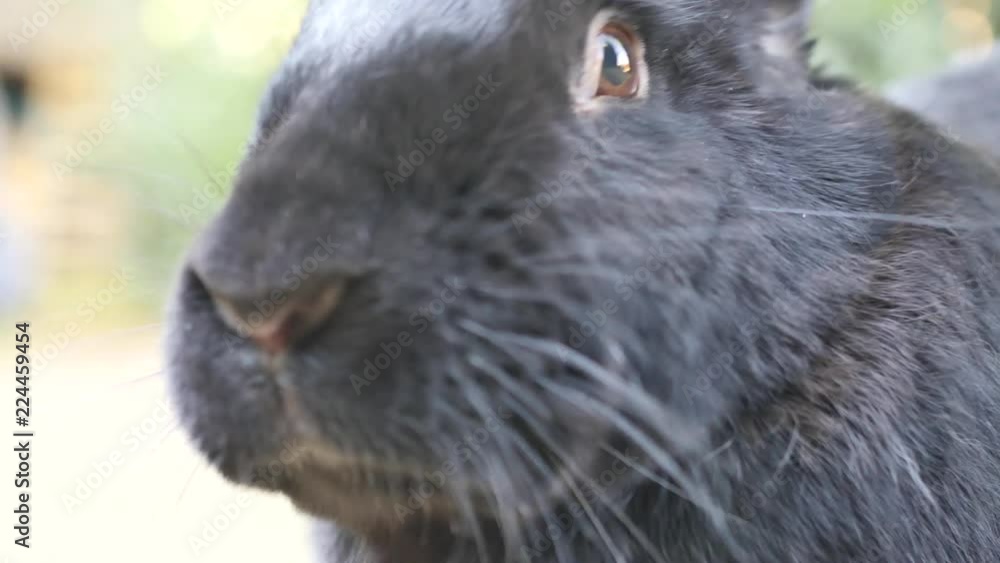 Portrait of a black Flemish Giant rabbit. The Flemish Giant rabbit is a ...