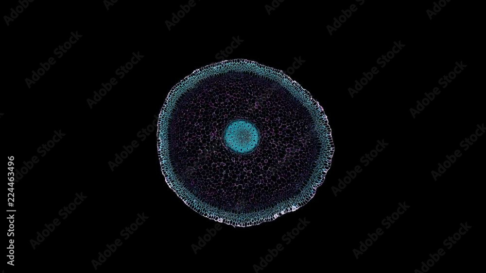 orchid root - cross section cut under the microscope – microscopic view ...