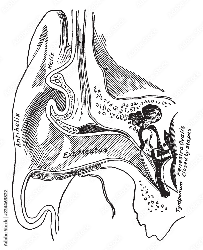 Auditory Meatus