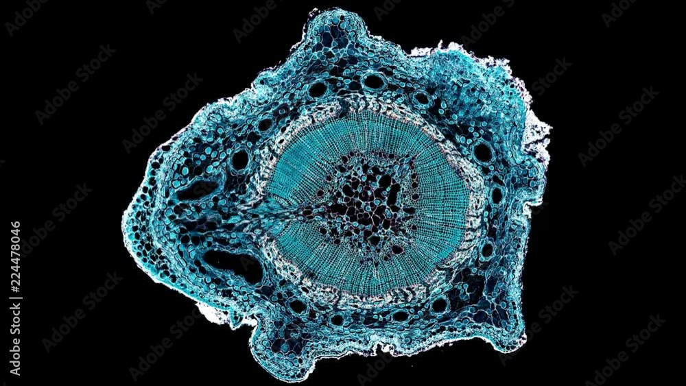 quercus oak stem - cross section cut under the microscope – microscopic ...
