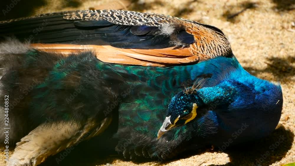 Elegant wild exotic bird with colorful artistic feathers. Close up of ...