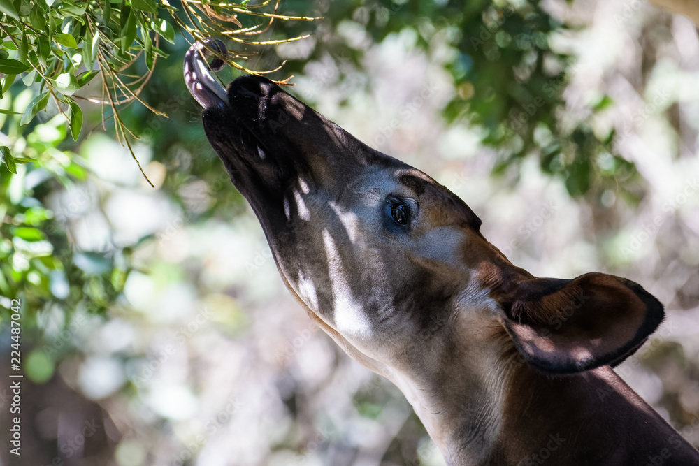 Okapi Eating