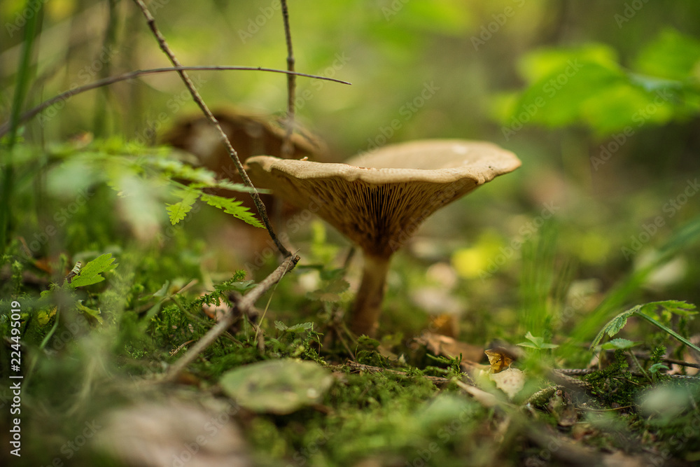 Lactarius is a genus of mushroom-producing, ectomycorrhizal fungi ...