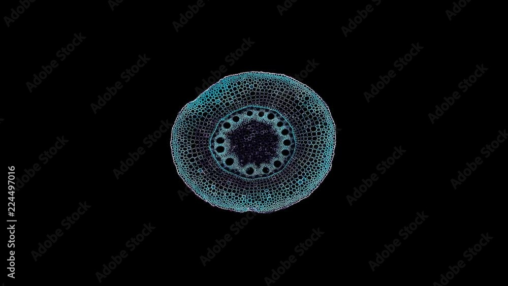 root - cross section cut under the microscope – microscopic view of ...