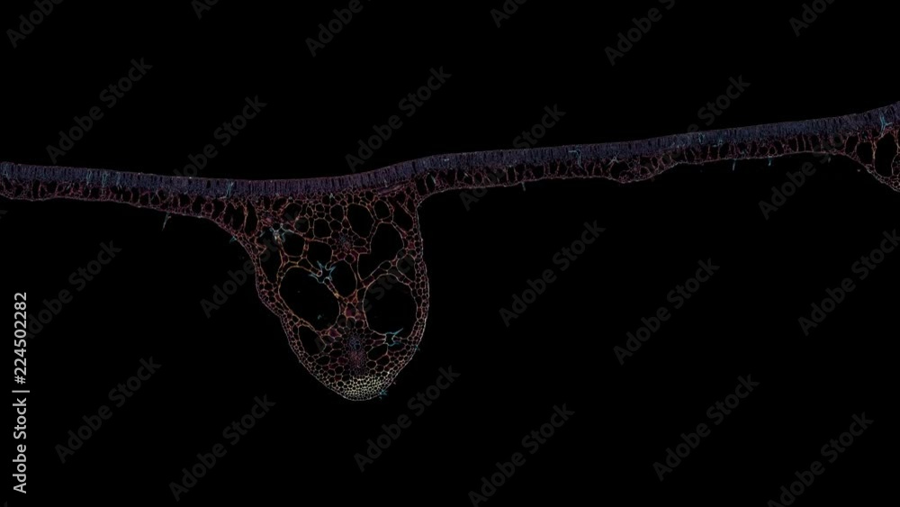 water lily hydrophytic leaf - cross section cut under the microscope ...