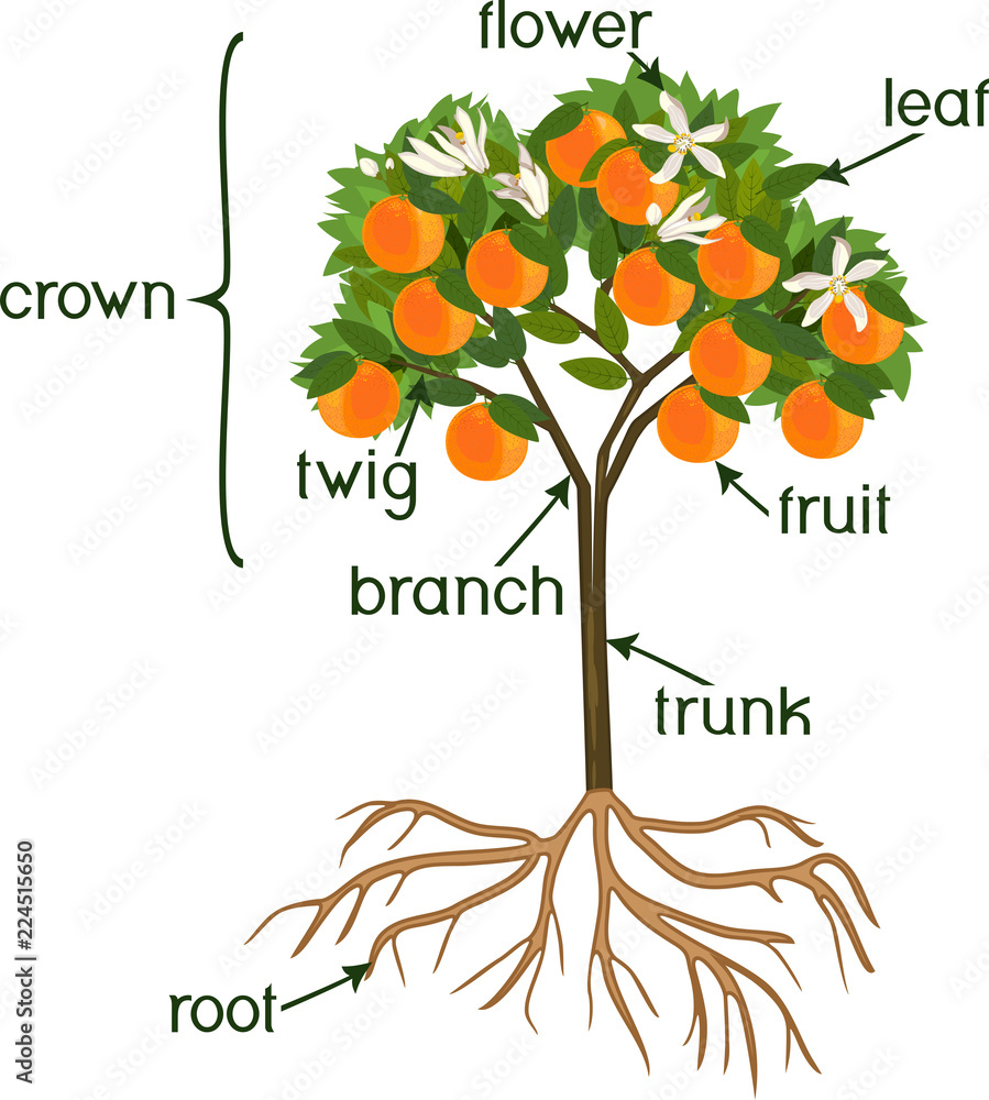 Parts of plant. Morphology of orange tree with fruits, flowers, green ...