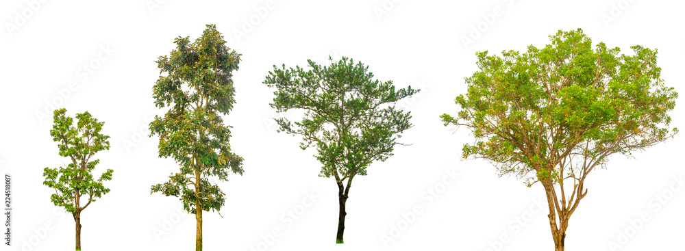 Isolated trees on white background , The collection of trees,Isolated ...