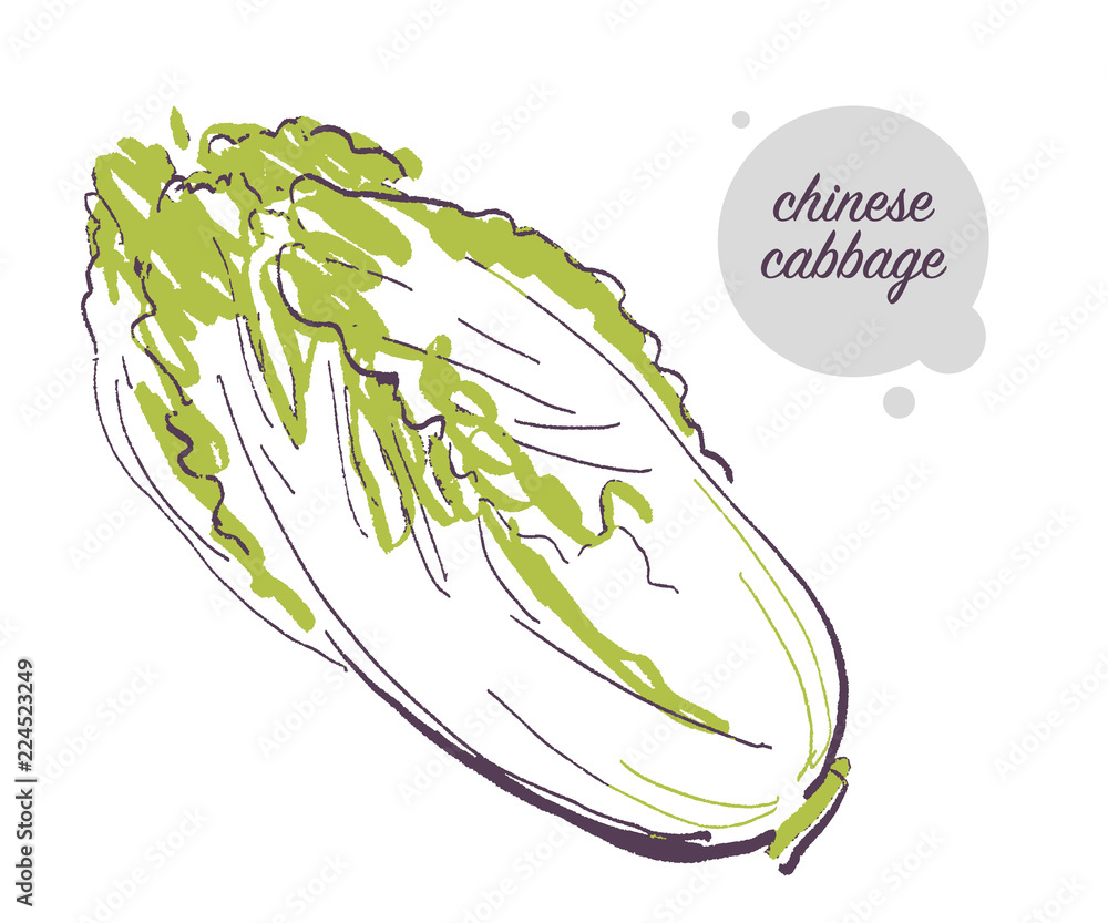 Vector hand drawn illustration of fresh raw chinese cabbage vegetable ...