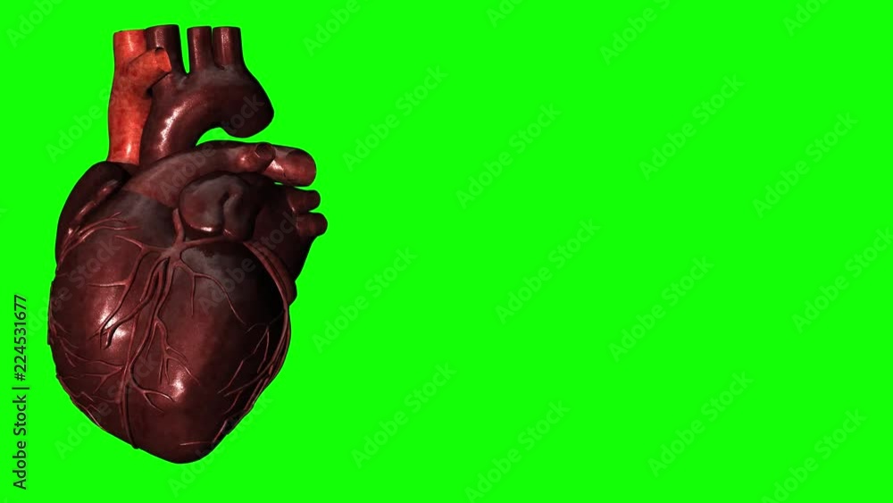 Beating human heart with green screen and copy-space for text. Heart ...
