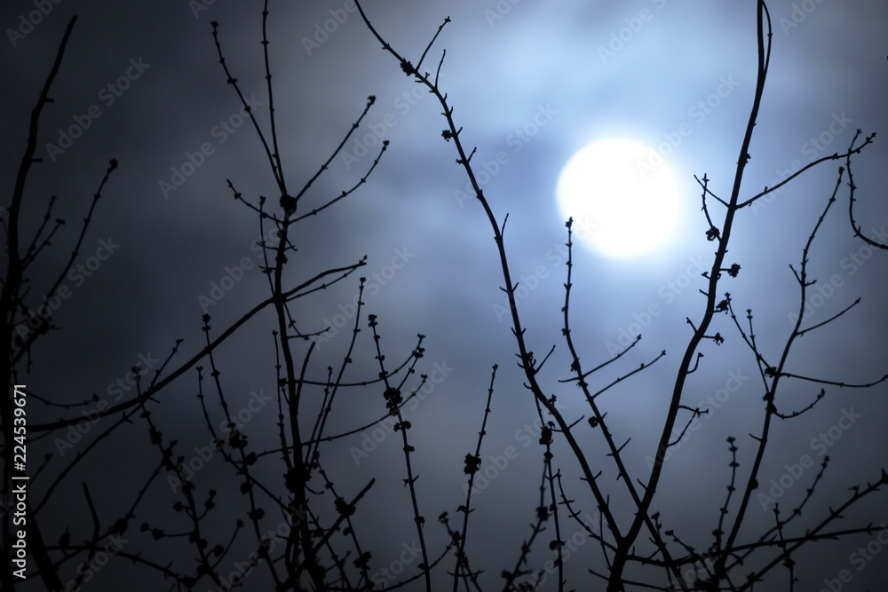 Fog Trees Moon