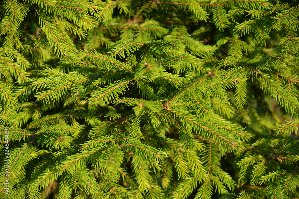 Evergreen Texture