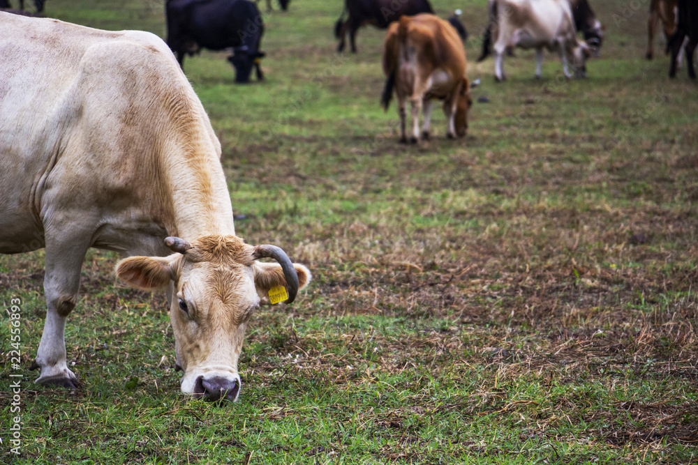 Close picture of a cow from a herd of cows grazing in a pasture at the ...