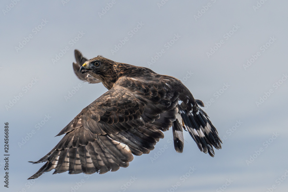 Red-tailed and broad winged hawks at NH Audubon raptor release during ...