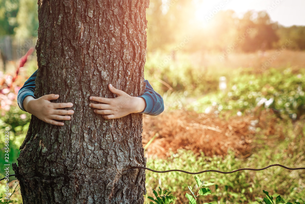 Human Hands Hug Wrap A Tree Contact Man And Nature The Concept Of