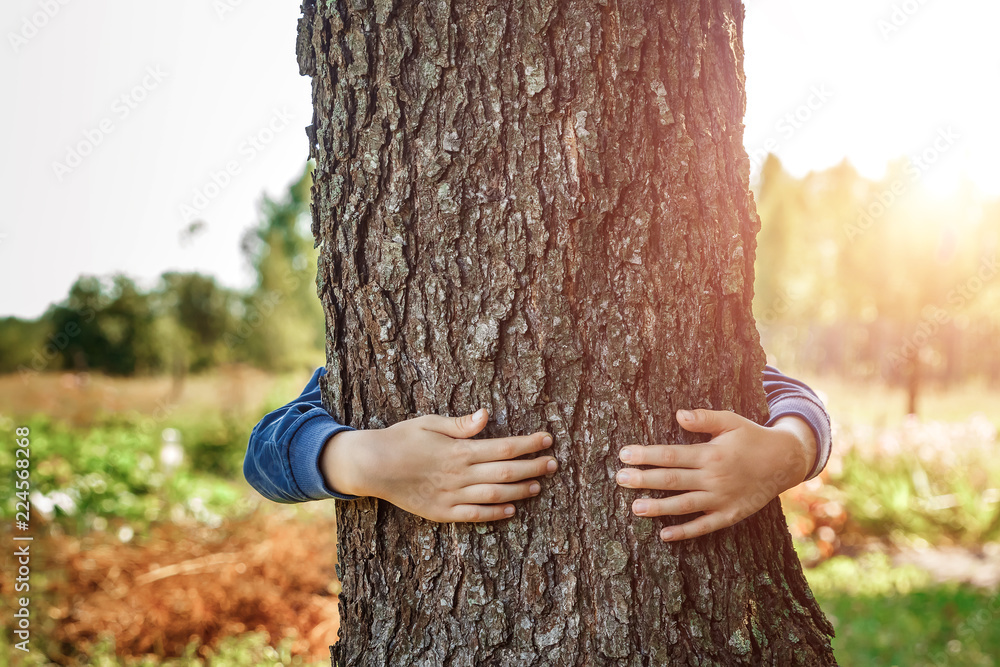 Human Hands Hug Wrap A Tree Contact Man And Nature The Concept Of