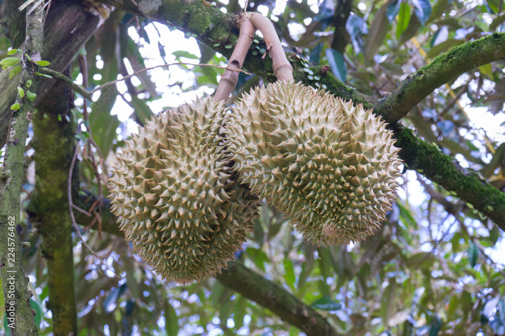Fresh durian on the tree in the garden , Chanthaburi,Thailand .Durian ...