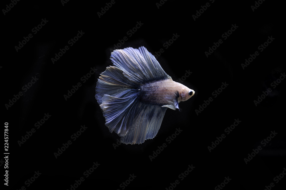Thai betta fish in the black background.They are beautiful fighters ...