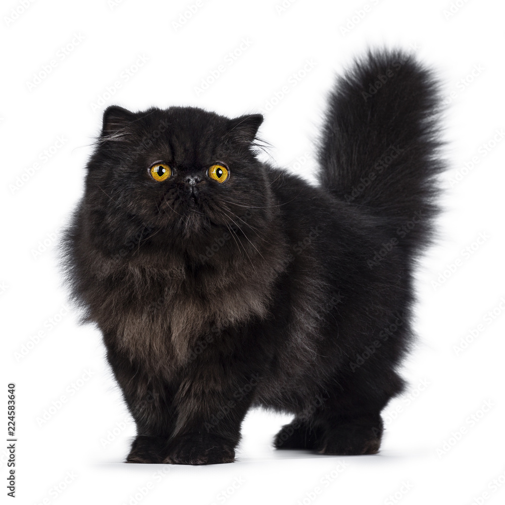 Black Persian Cat Kitten