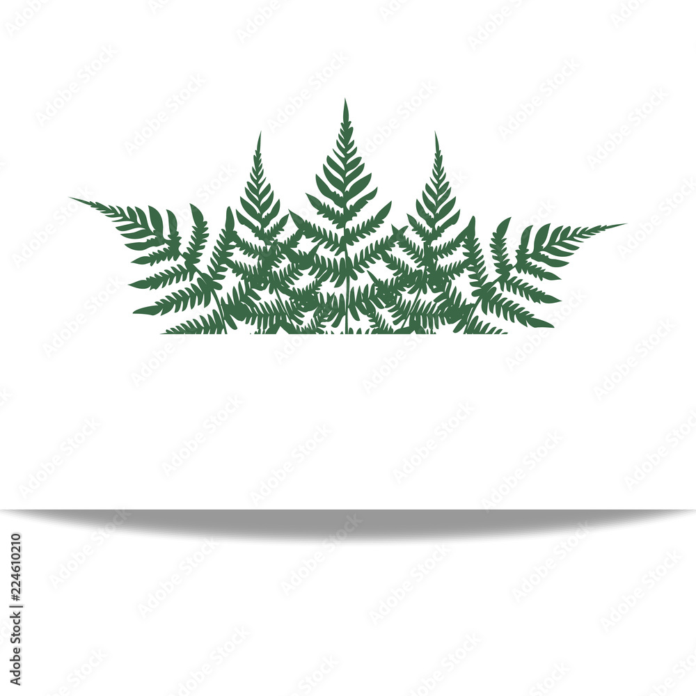 Bracken Fern Drawing