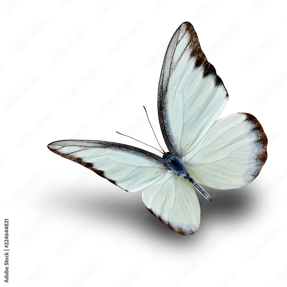 Chocolate Albatross (Appias lyncida vasava) fine pale green to white ...