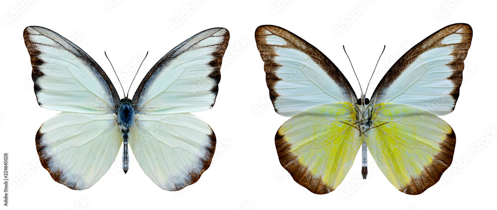 Set of Chocolate Albatross (Appias lyncida vasava) beautiful white ...