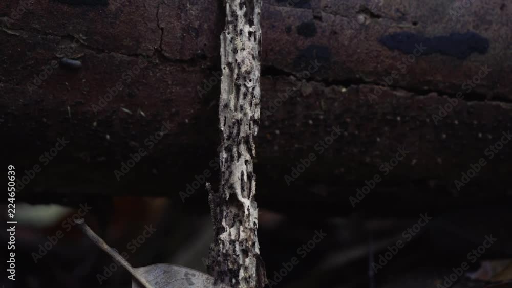 Small Termites Road Swarm Colony Walking Island Rainforest Jungle Floor ...