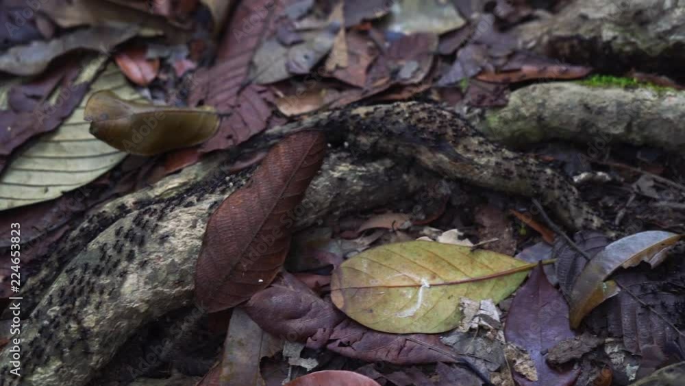 Small Termites Road Swarm Colony Walking Island Rainforest Jungle Floor ...
