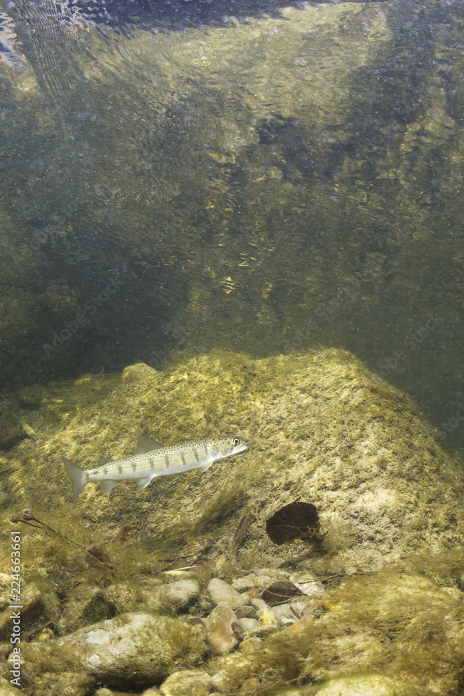 Common huchen (Hucho hucho) swimming in nice river. Beautiful salmonid ...