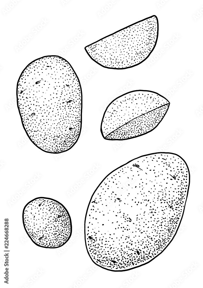 Potato illustration, drawing, engraving, ink, line art, vector Stock ...